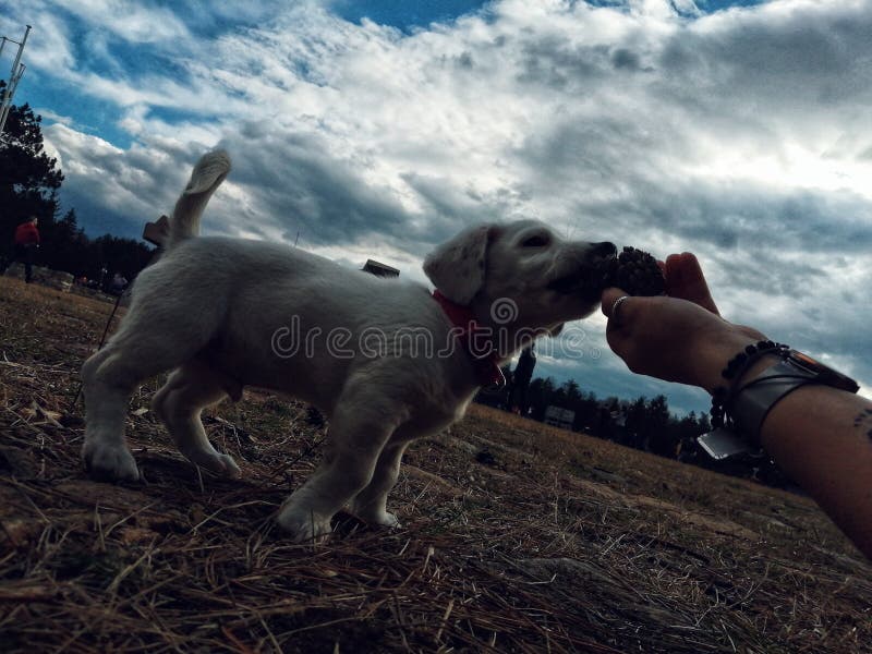 Doggo stock image. Image of wildlife, person, animal - 215293967