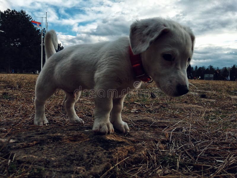 Doggo stock photo. Image of nose, mammal, retriever - 215293974