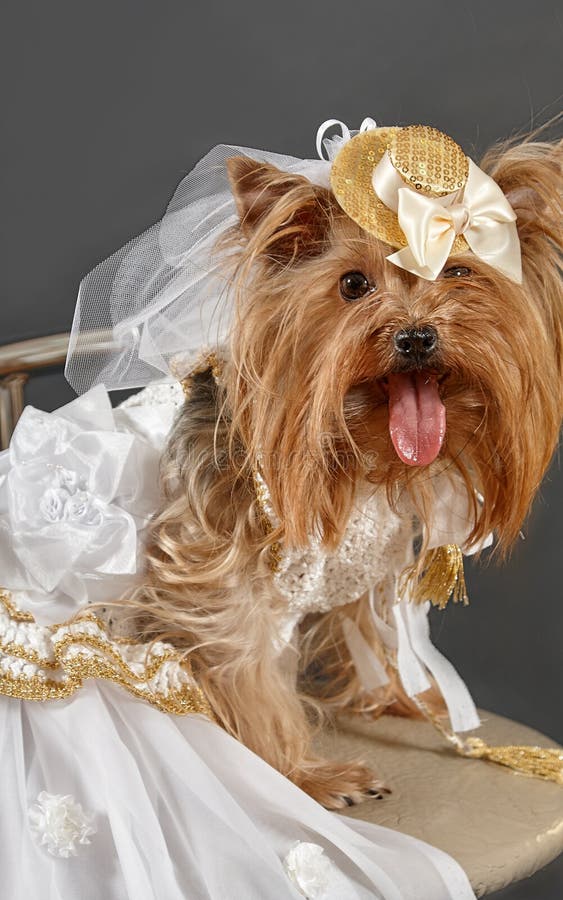 Doggy as a bride stock photo. Image of friend, fluffy - 142158568