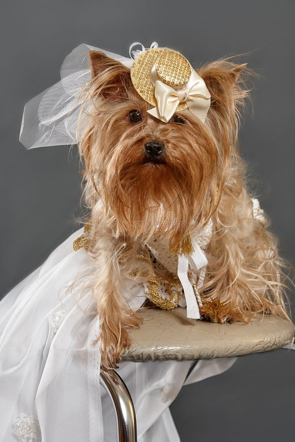 Doggy as a bride stock photo. Image of funny, handsome - 142371510