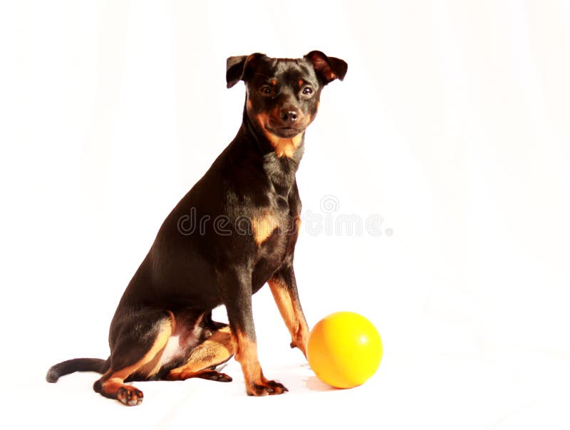 Doggy dog stock image. Image of ball, little, friend - 13769151