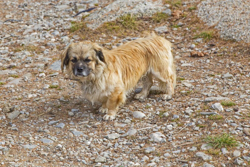 Portrait of a mongrel dog stock photo. Image of breed - 51497362