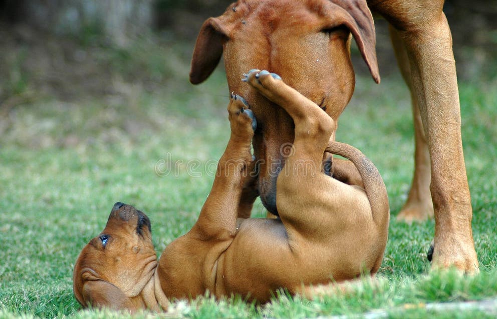 Dog language stock image. Image of adult, educational - 3000227