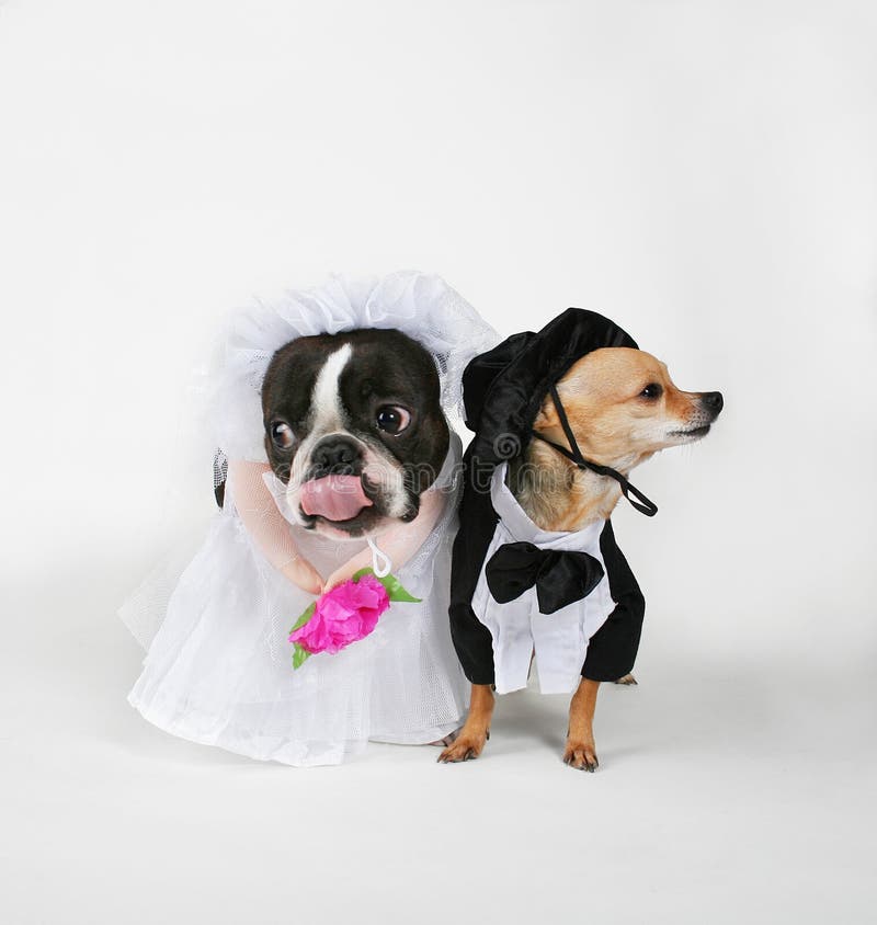 Doggy marriage stock photo. Image of groom, puppies, dogs - 1883592