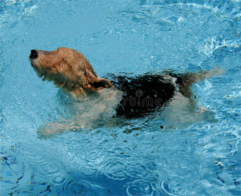 Doggy paddle stock image. Image of aqua, expression, domestic - 7217345