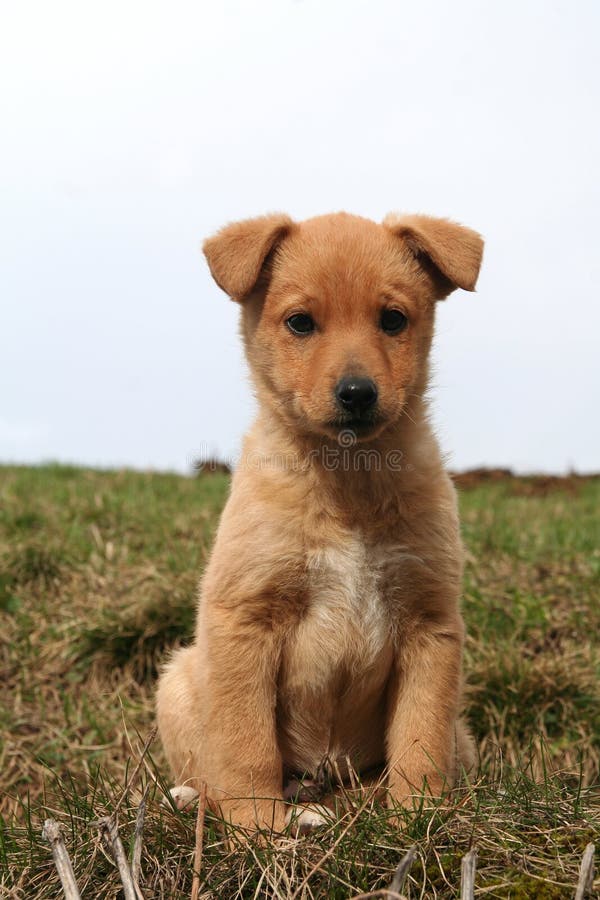 A doggy puppie stock photo. Image of funny, friendly - 14573488