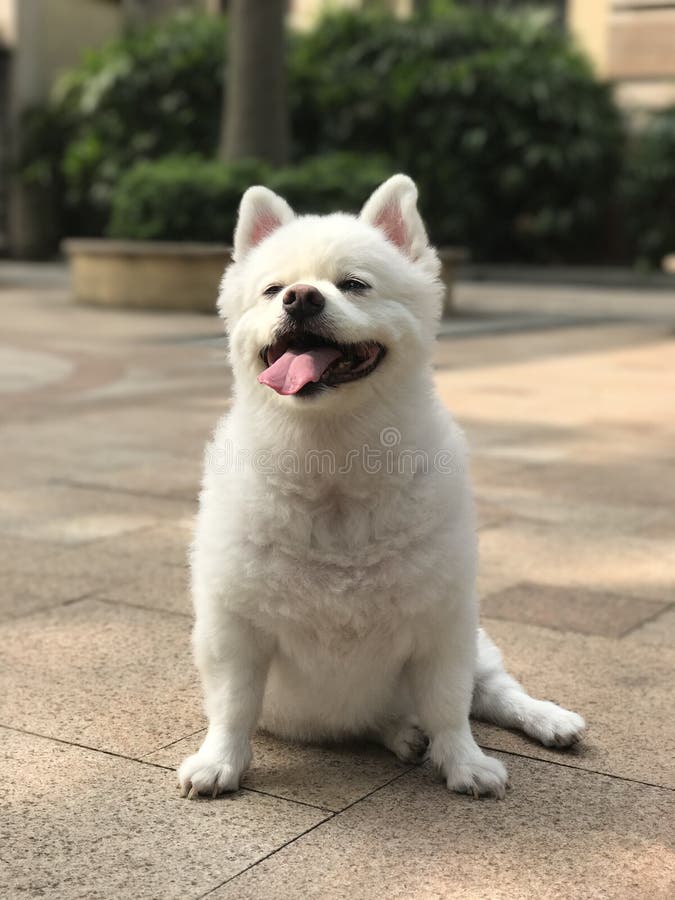 Doggy QQ stock image. Image of happy, smile, doggy - 80717487