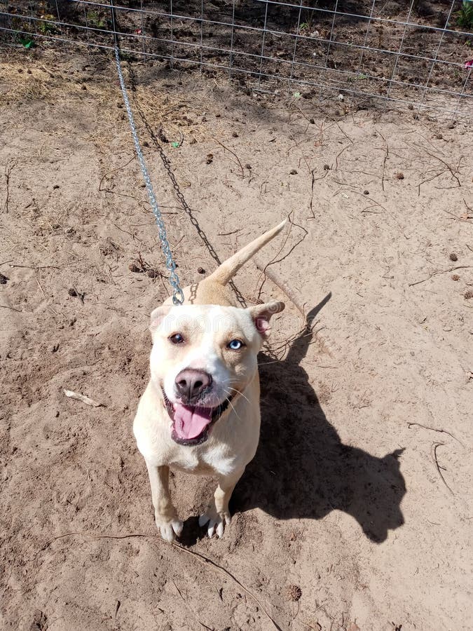 Doggy Smiles and Shadows in Dirt Stock Image - Image of dirt, doggy ...