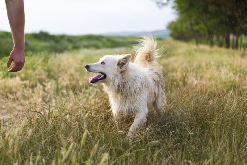 Dog Walking Next To His Master Stock Image - Image of life, next: 59557635