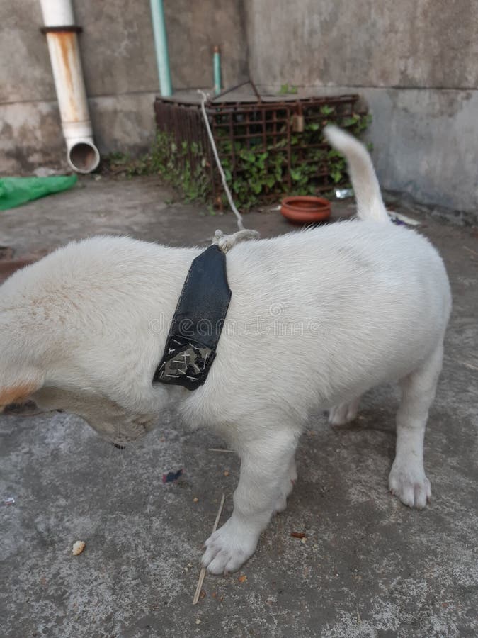 Dogi judo playing football stock photo. Image of bovine - 187750538