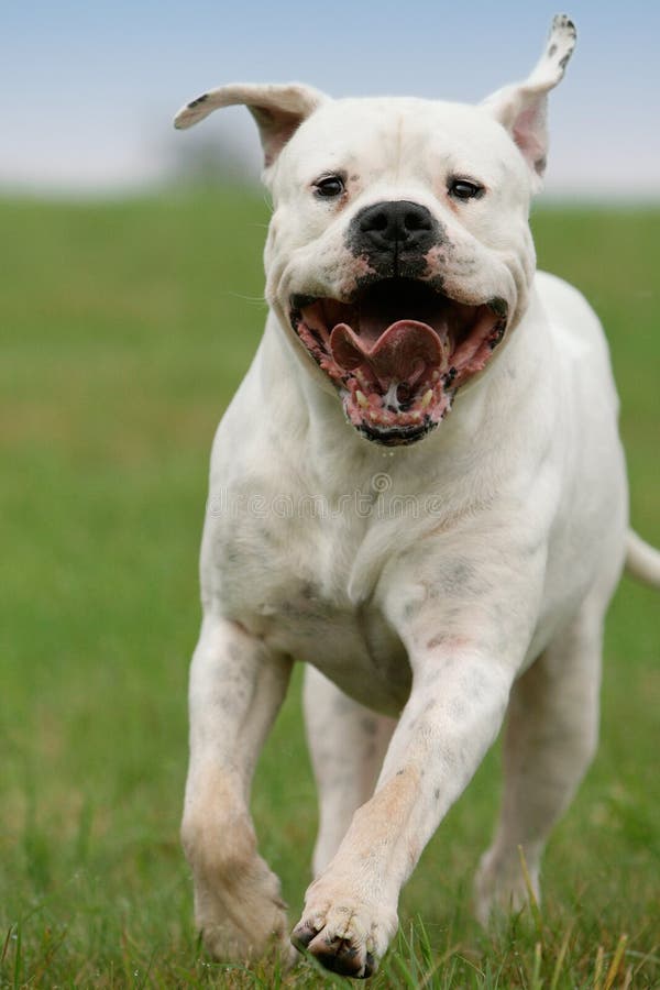 Dogo argentino stock image. Image of active, action, attention - 12848179