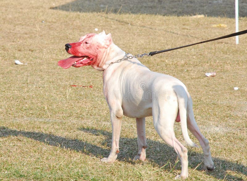 Dogo argentino stock photo. Image of hunt, savage, bloody - 17638134