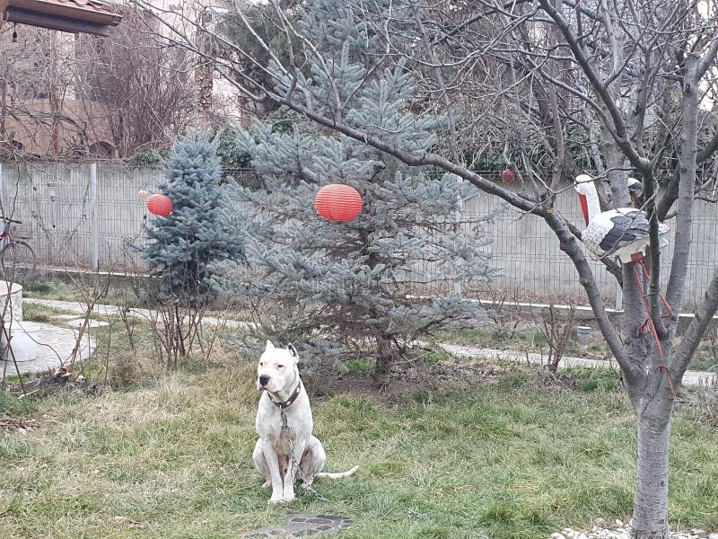 Dogo Argentino Being Very Attentive Stock Image - Image of dogo ...