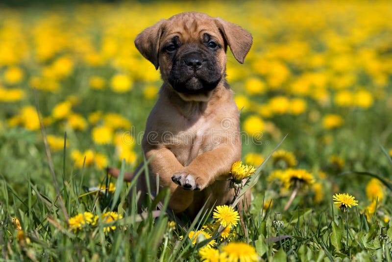 Fawn Cane Corso Puppy, 8 Weeks Stock Photo - Image of looking, doggy ...
