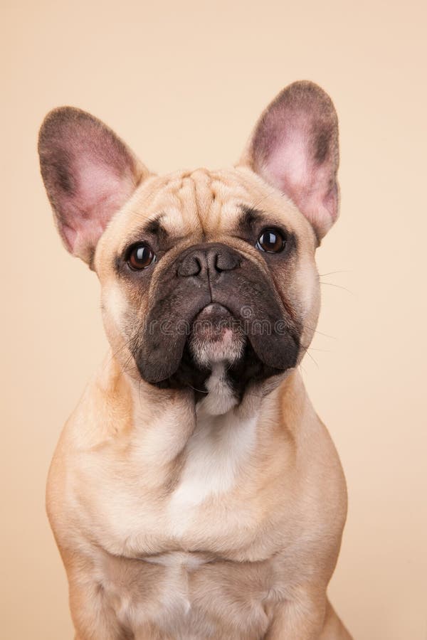 Perrito del dogo francés foto de archivo. Imagen de color - 39406318