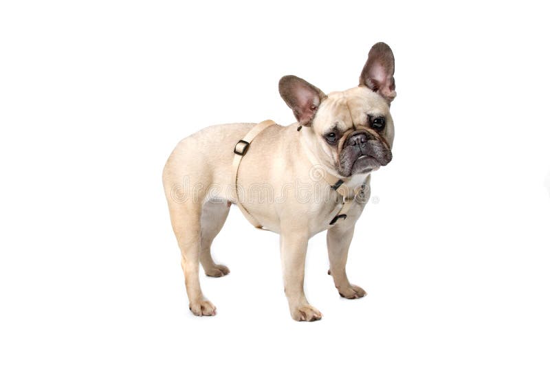 Dogo Francés (frenchie) Y Un Chocolate Labrador Foto de archivo ...