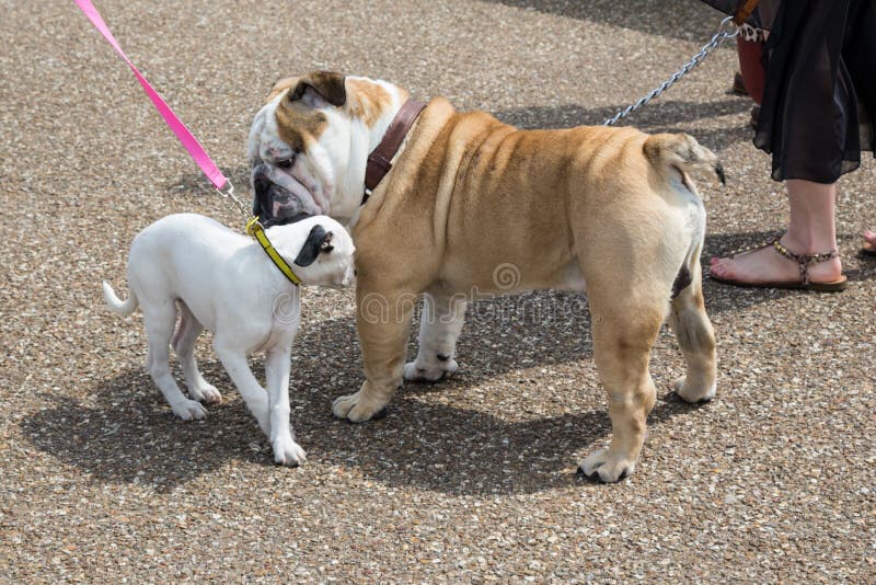 Dos perros saludando 1147 foto de archivo. Imagen de chihuahua - 162223090