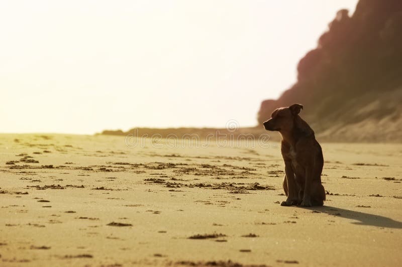 Dogon beach stock image. Image of destination, sand, relax - 60852107