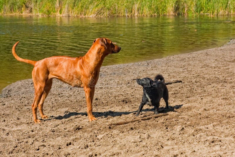 Two Dogs Bothered by Three 1 Stock Image - Image of courage, gang: 35503095