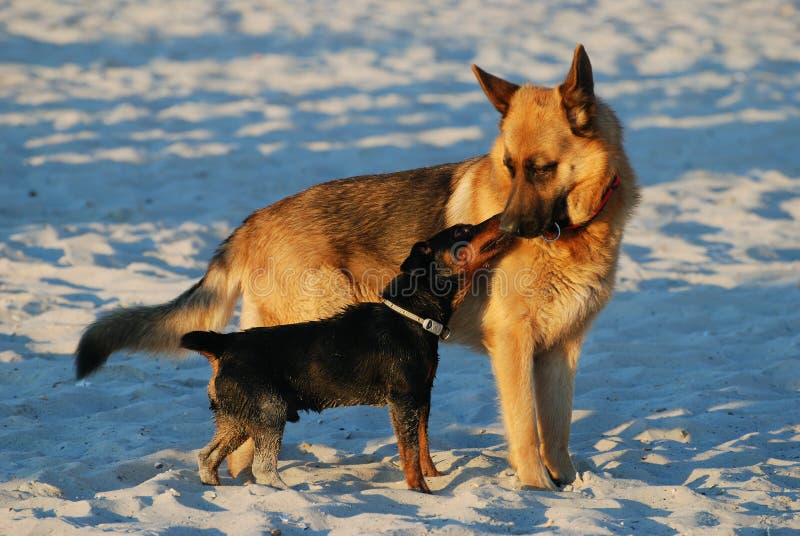 Two Dogs Kissing Stock Photos - Download 253 Royalty Free Photos