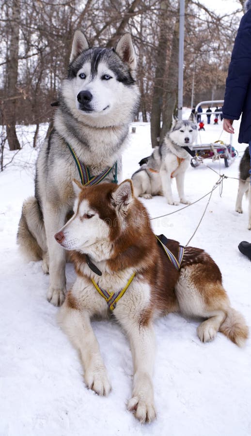 Dogs stock image. Image of snow, thoroughbred, tired, flight - 600227