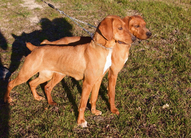 Male and Female Boerboel Bogs on Banks of Orange River Stock Image ...
