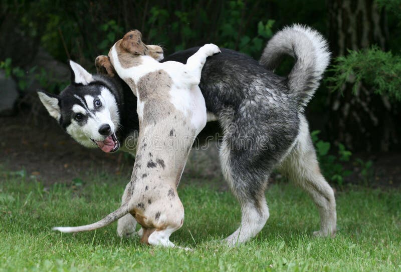 Two dogs play fighting stock image. Image of grass, outside - 19473065