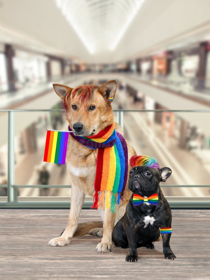 Dogs with Accessories and the LGBT Flag of Different Breeds Stock Image ...