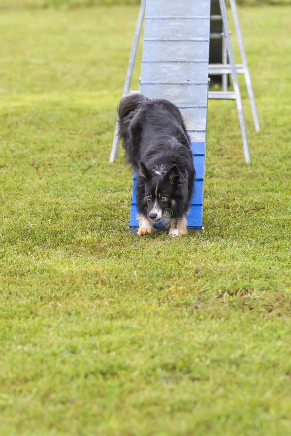 Dogs in an Agility Competition Stock Image - Image of obedience ...