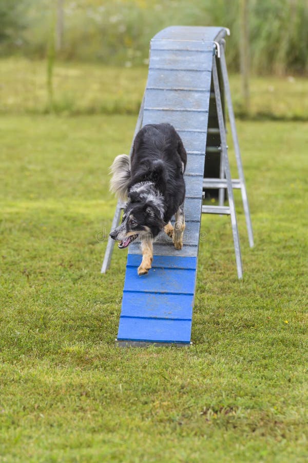Dogs in an Agility Competition Stock Photo - Image of agility, agile ...