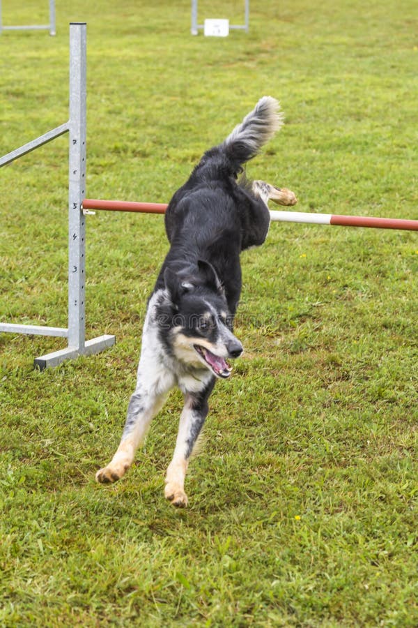 Dogs in an Agility Competition Stock Photo - Image of animal, domestic ...