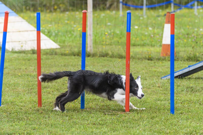 Dogs in an Agility Competition Editorial Stock Image - Image of agile ...