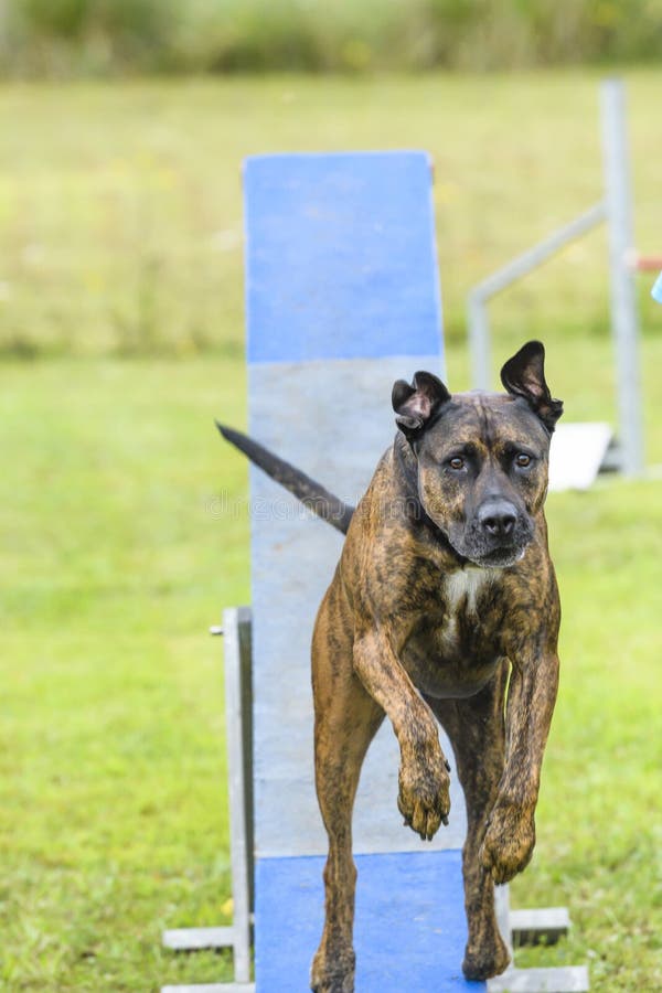 Dogs in an Agility Competition Editorial Photography - Image of ...