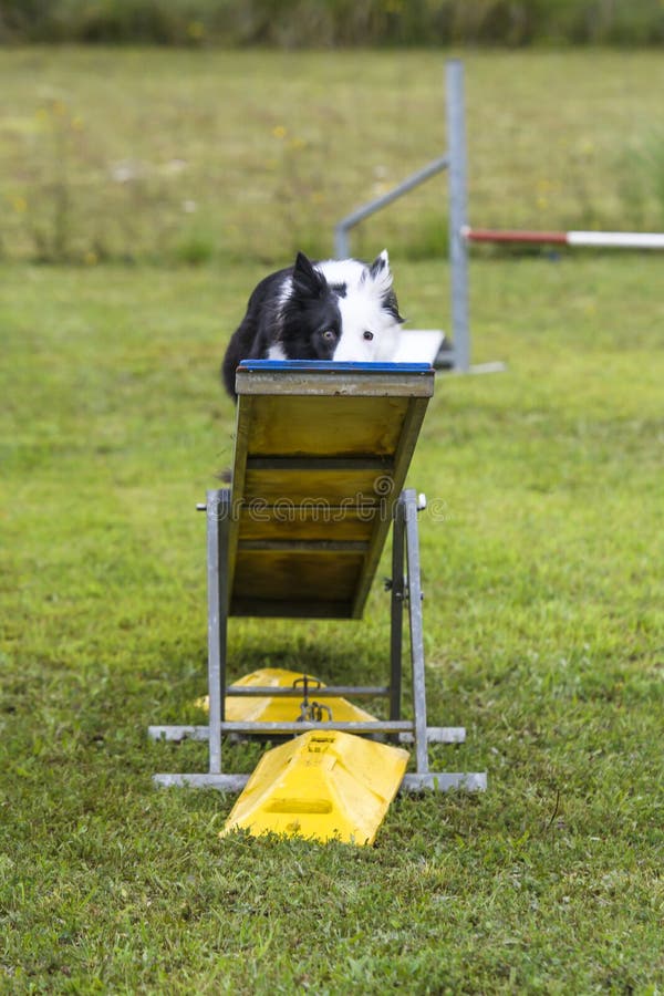 Dogs in an Agility Competition Editorial Stock Photo - Image of sport ...