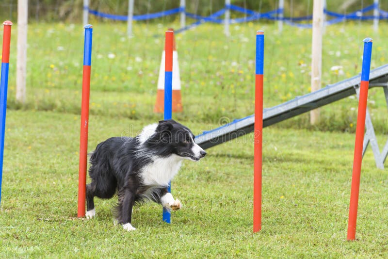 Dogs in an Agility Competition Editorial Stock Photo - Image of ...
