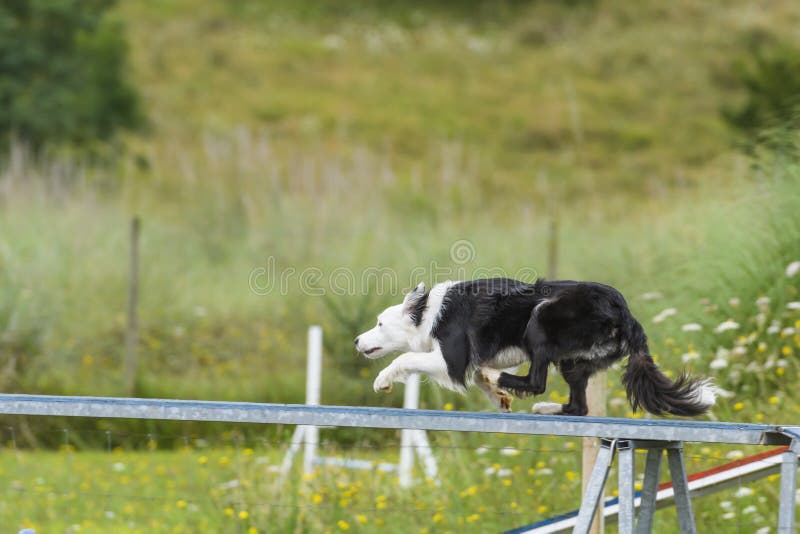 Dogs in an Agility Competition Editorial Stock Image - Image of ...