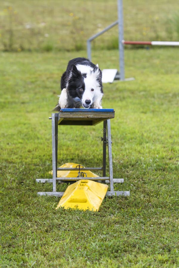Dogs in an Agility Competition Editorial Stock Photo - Image of ...