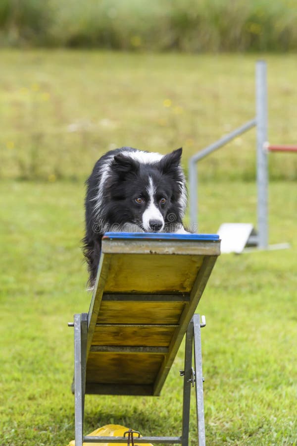 Dogs in an Agility Competition Editorial Stock Image - Image of ...
