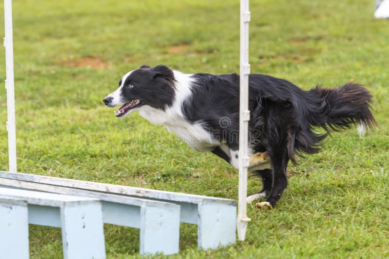 Dogs in an Agility Competition Editorial Stock Image - Image of ...
