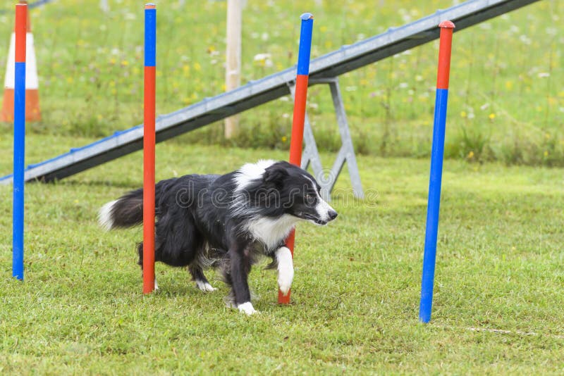 Dogs in an Agility Competition Editorial Photo - Image of sport ...