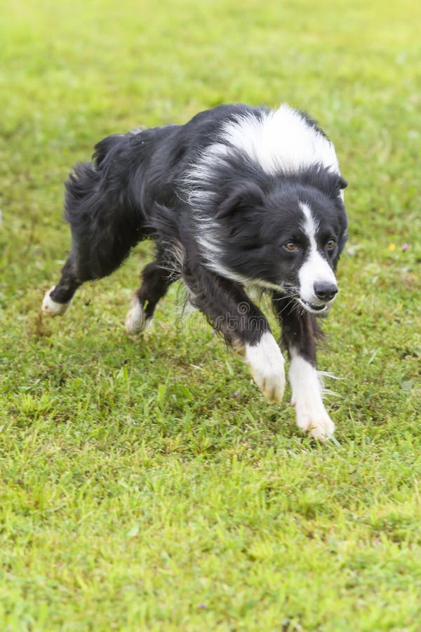 Dogs in an Agility Competition Editorial Photography - Image of ...