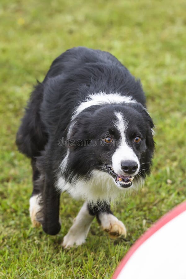 Dogs in an Agility Competition Editorial Stock Photo - Image of agility ...