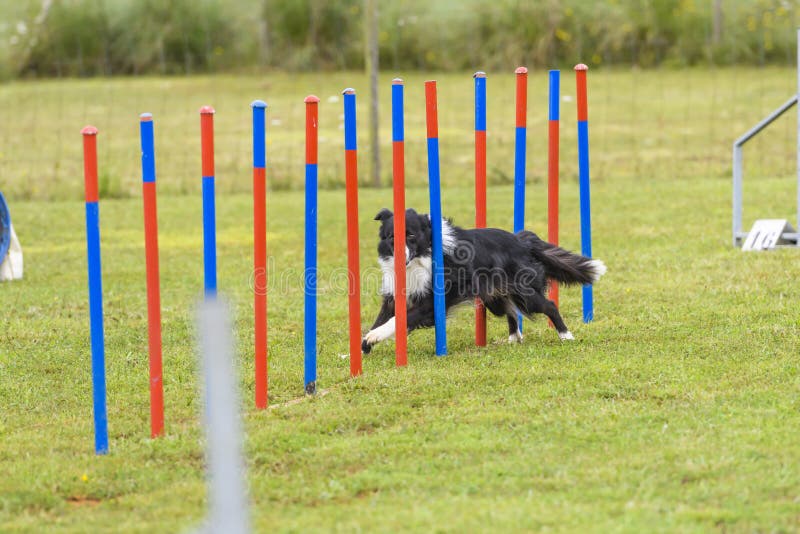 Dogs in an Agility Competition Editorial Photography - Image of puppy ...