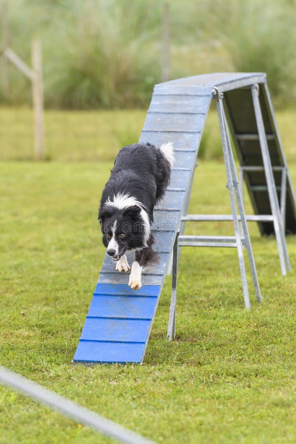 Dogs in an Agility Competition Editorial Photo - Image of obedience ...