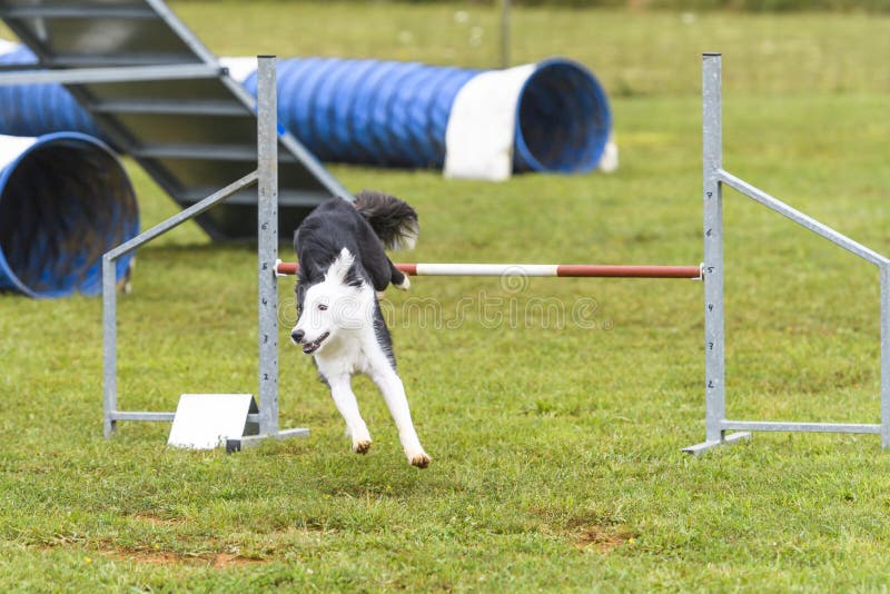 Dogs in an Agility Competition Editorial Image - Image of sport, agile ...