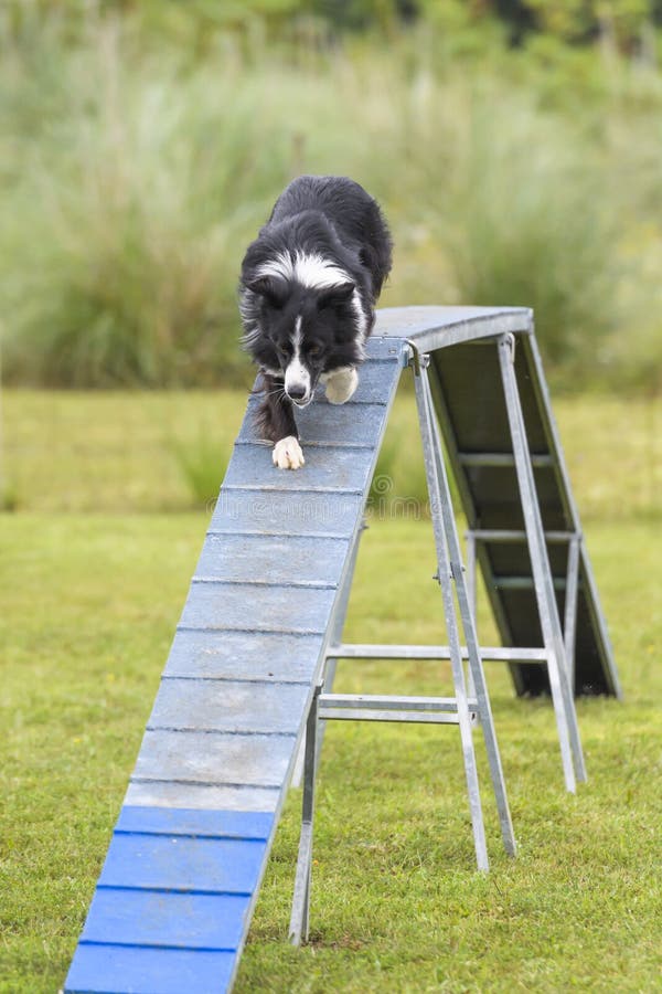 Dogs in an Agility Competition Editorial Photo - Image of domestic ...