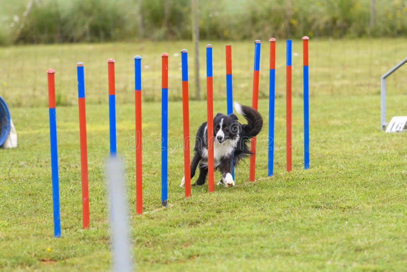 Dogs in an Agility Competition Editorial Stock Image - Image of ...