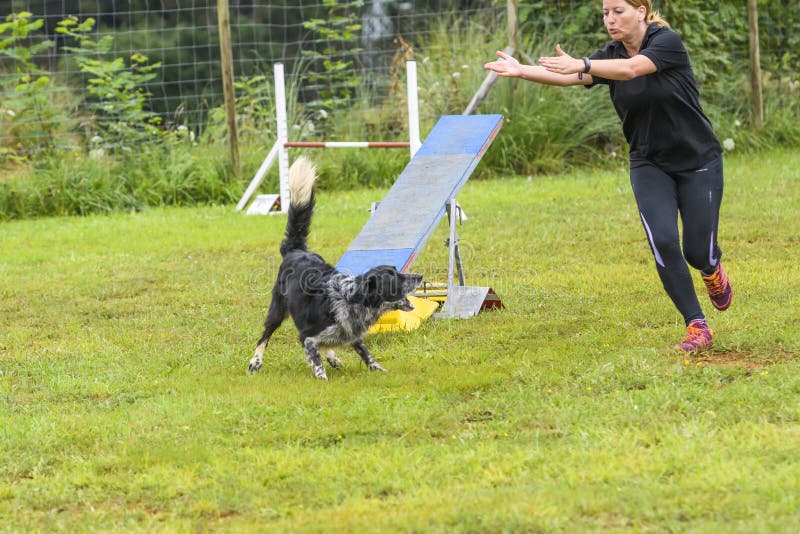 Dogs in an Agility Competition Editorial Stock Image - Image of ...