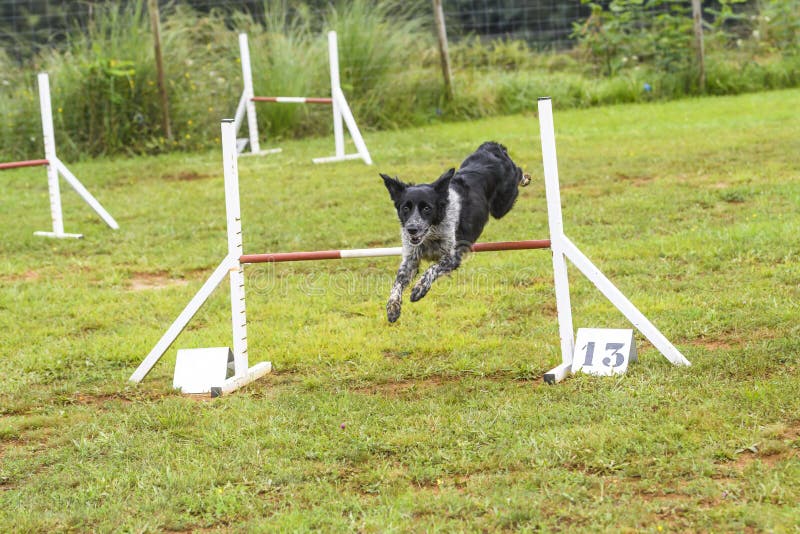 Dogs in an Agility Competition Stock Image - Image of training, sport ...