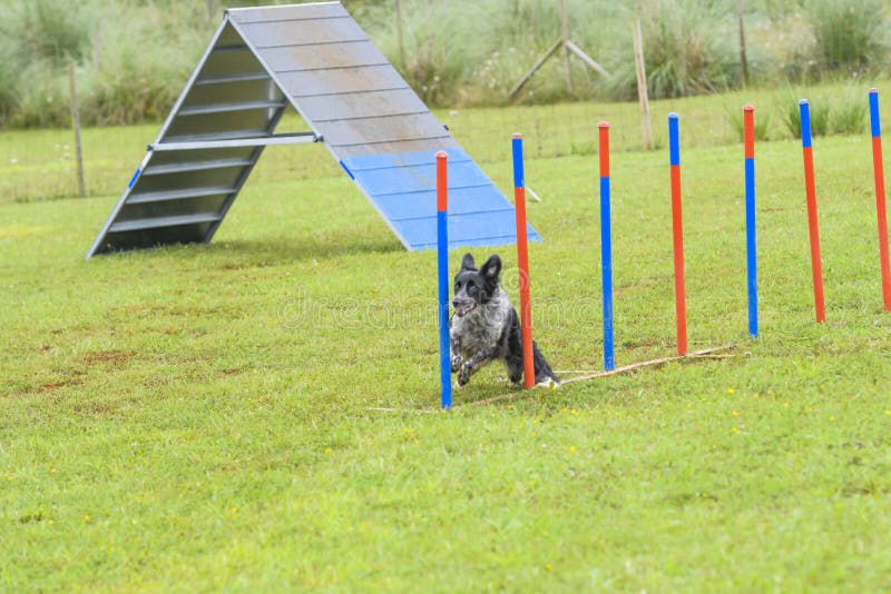 Dogs in an Agility Competition Editorial Image - Image of competition ...